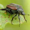 Engerling bestrijden in het gazon. Alle info en tips - TuinierTips