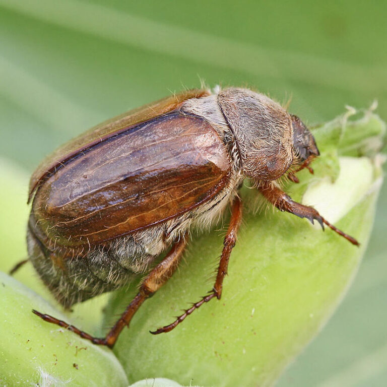 Engerling bestrijden in het gazon. Alle info en tips - TuinierTips