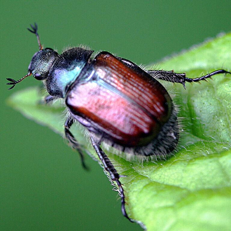 Engerling bestrijden in het gazon. Alle info en tips - TuinierTips